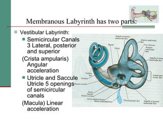 2(b) anatomy and physiology of the peripheral and central auditory ...