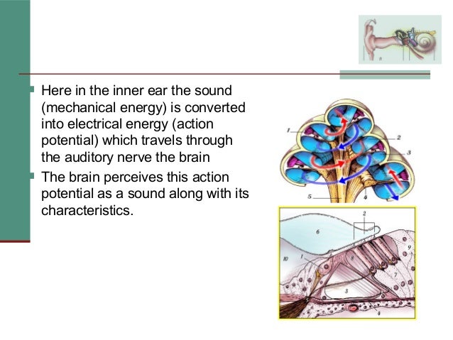 2(b) anatomy and physiology of the peripheral and central audito…