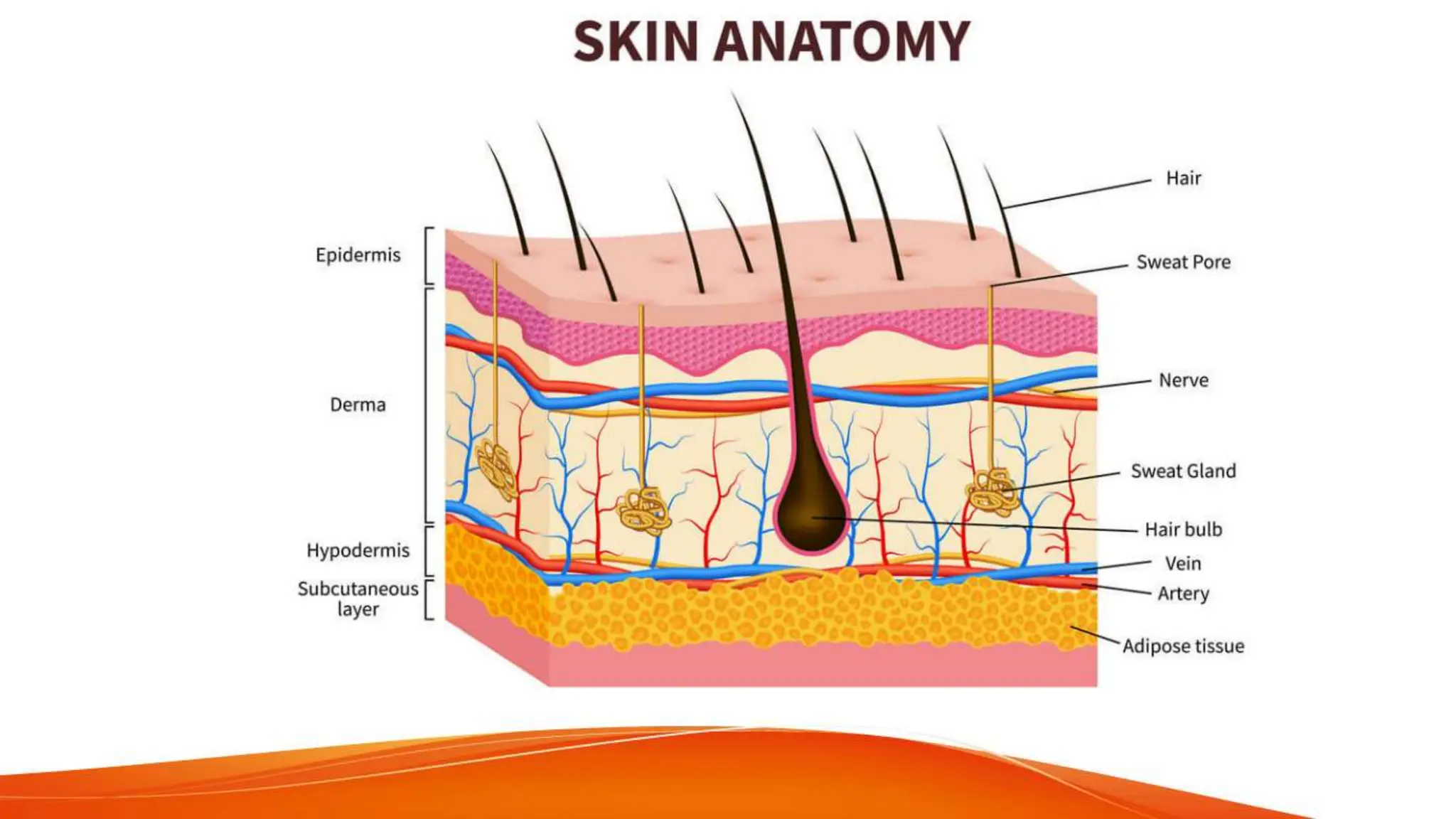 "Foundations of Human Anatomy: Exploring Skin, Fascia, and Bone" | PPTX