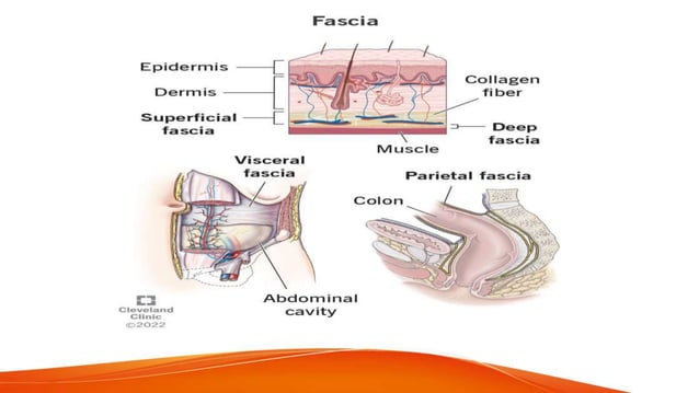 "Foundations of Human Anatomy: Exploring Skin, Fascia, and Bone" | PPTX