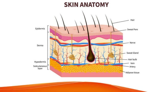 "Foundations of Human Anatomy: Exploring Skin, Fascia, and Bone" | PPTX