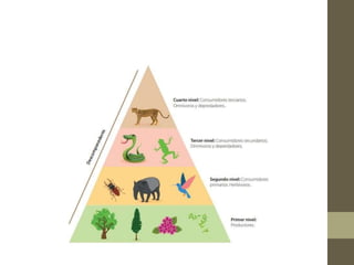 6.GAIA. BIOSFERA | PPT
