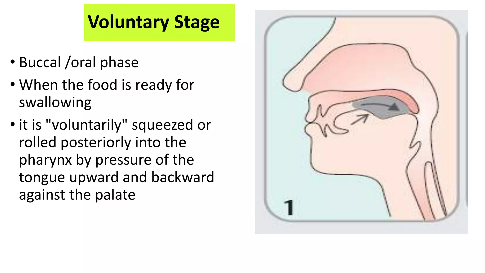 digestion in mouth and swallowing | PPTX