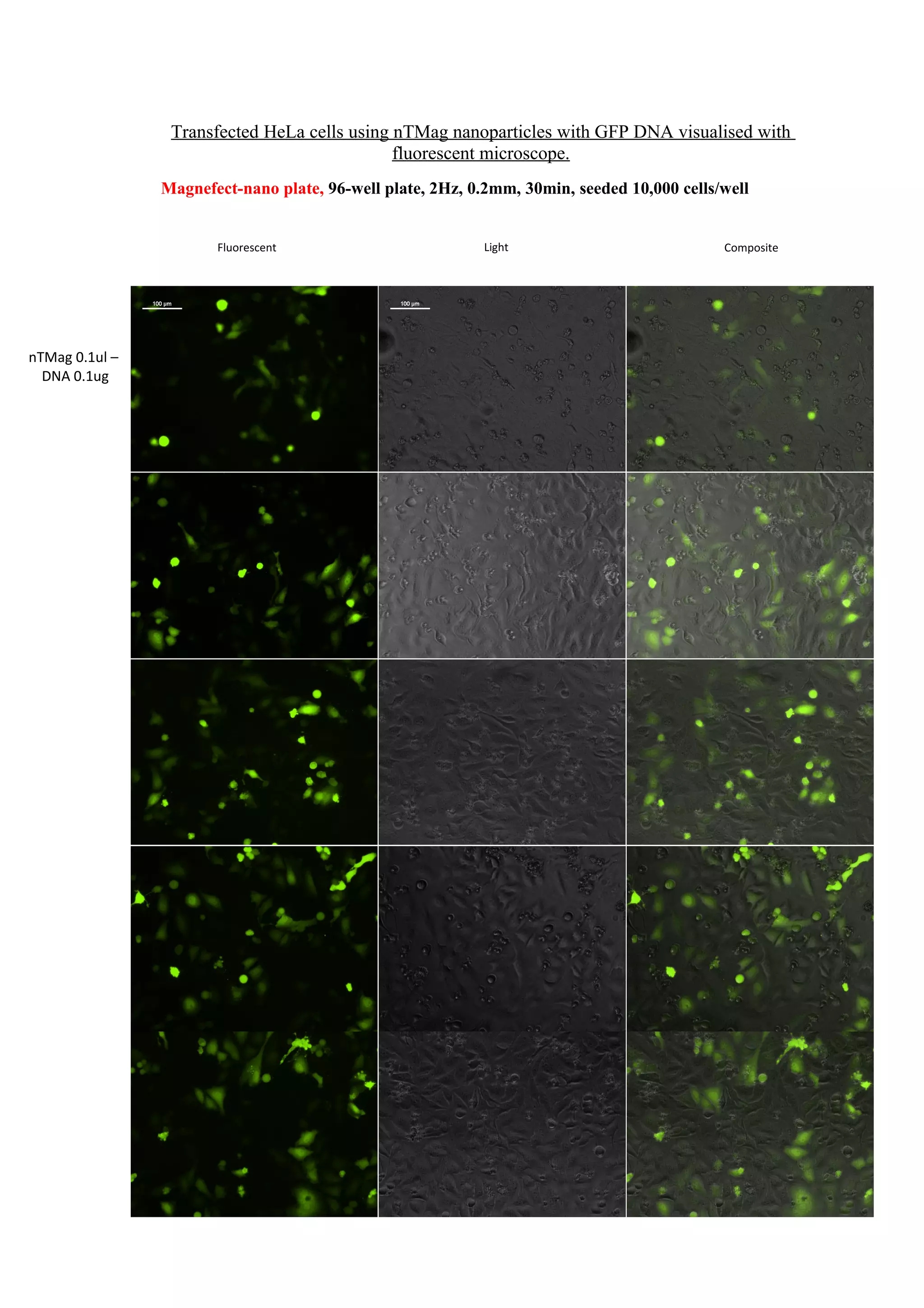 HeLa Transfection GFP & LUX DNA nTMAG & OzBiosciences nanoparticles- | PDF