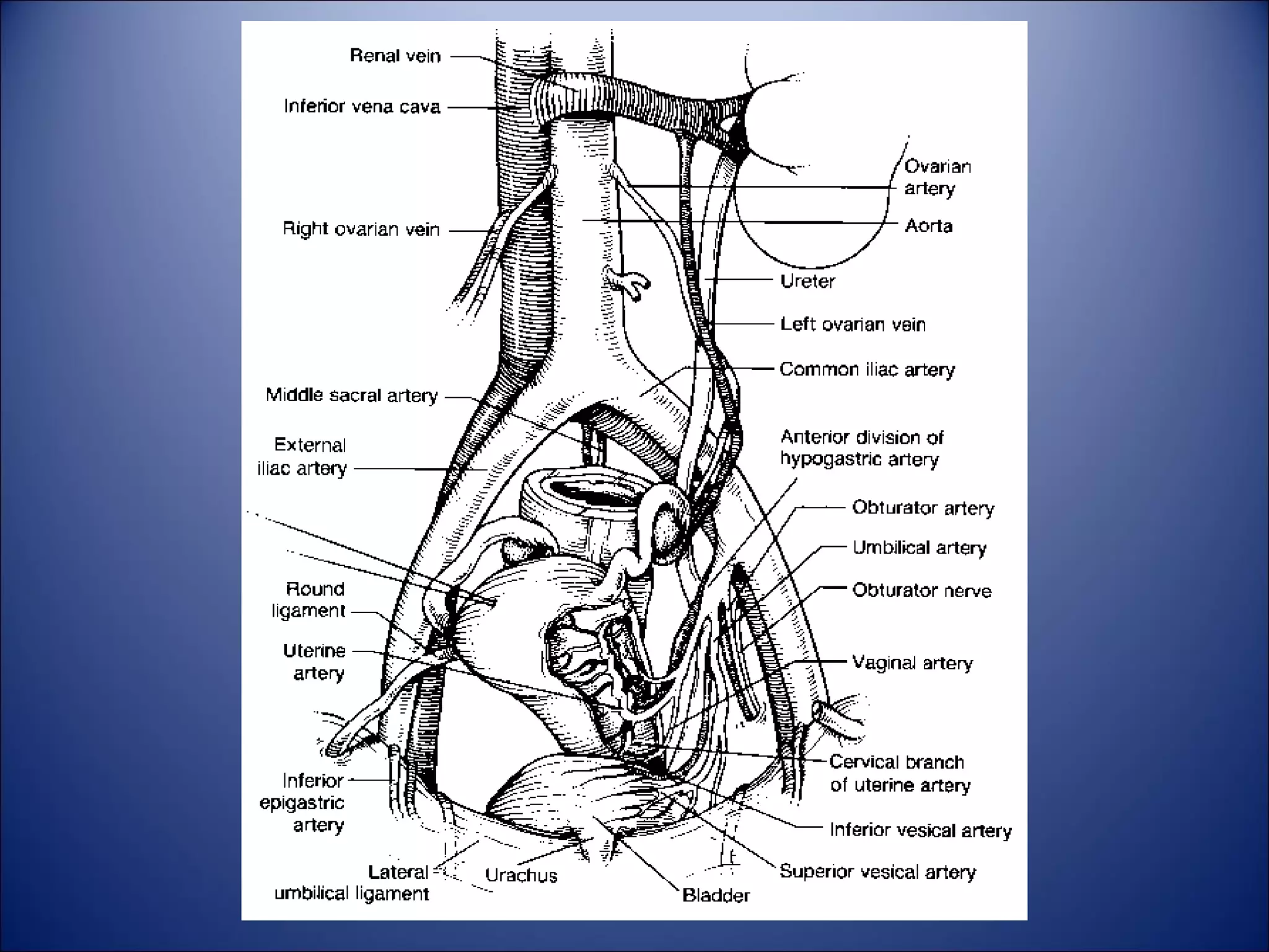 Anatomy of female genital tract | PPT