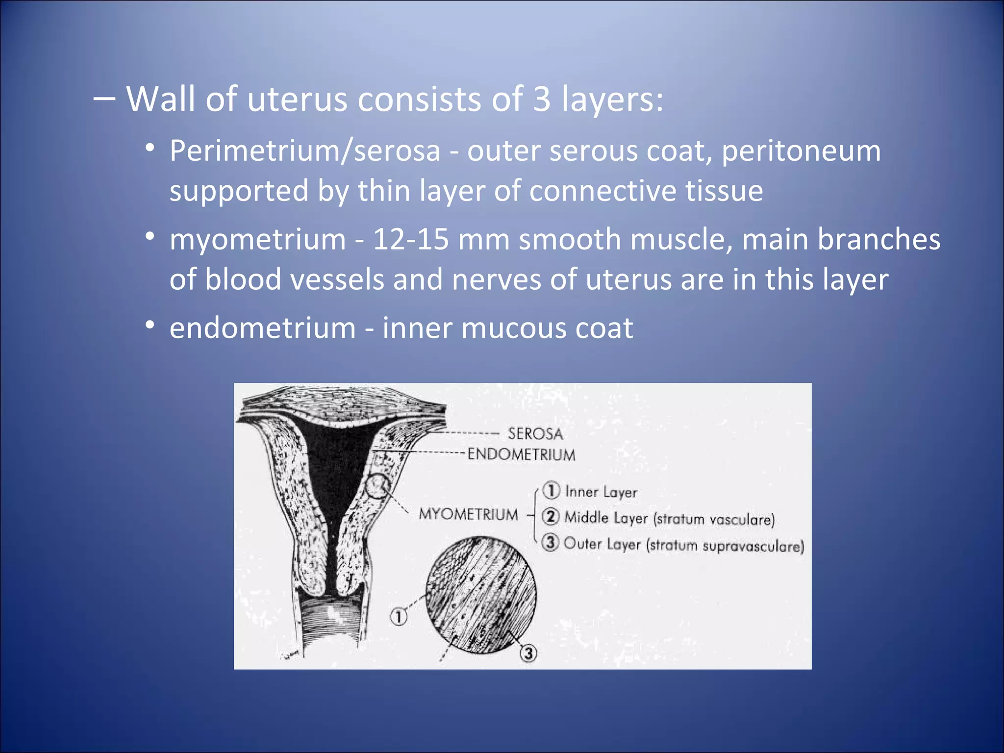 Anatomy of female genital tract | PPT