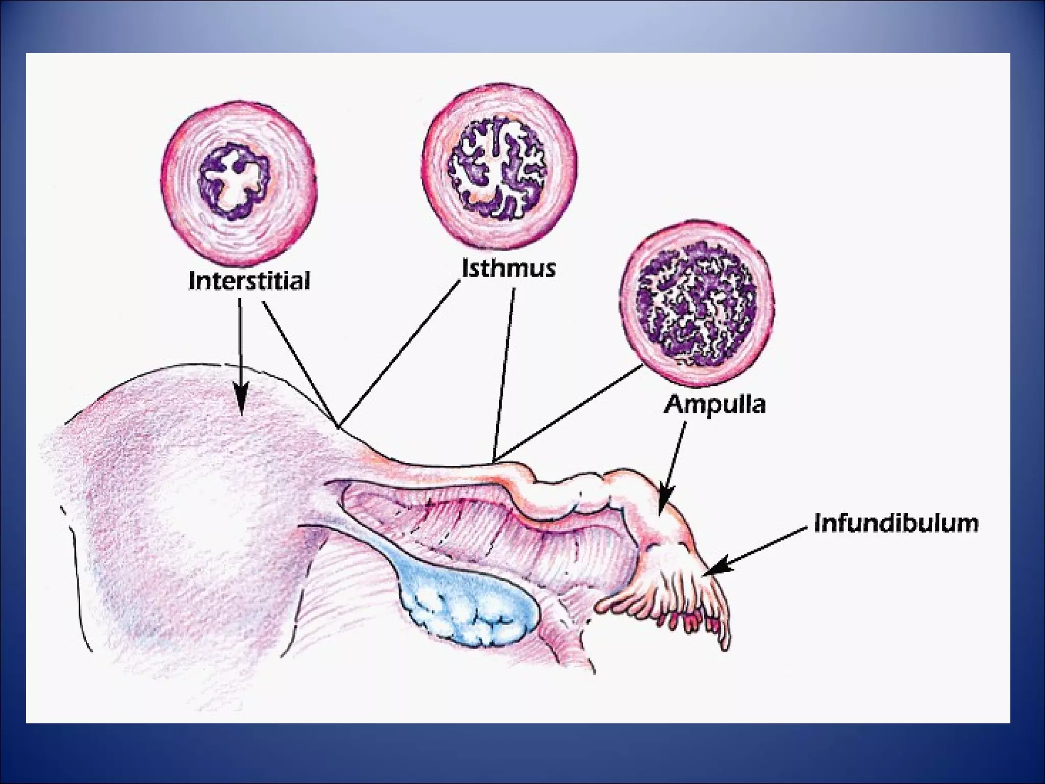 Anatomy of female genital tract | PPT