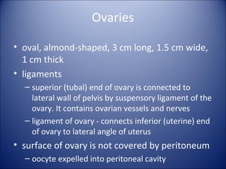 Anatomy of female genital tract | PPT
