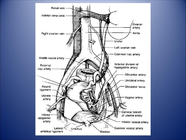 Anatomy of female genital tract | PPT