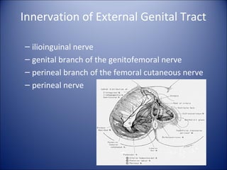 Anatomy of female genital tract | PPT