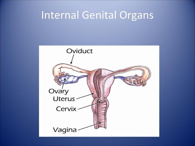Anatomy of female genital tract | PPT