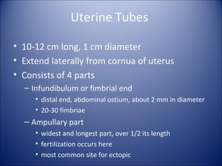 Anatomy of female genital tract | PPT