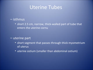 Anatomy of female genital tract | PPT