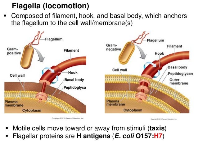 2 bio265 prokaryotes vs eukaryotes_dr di bonaventura