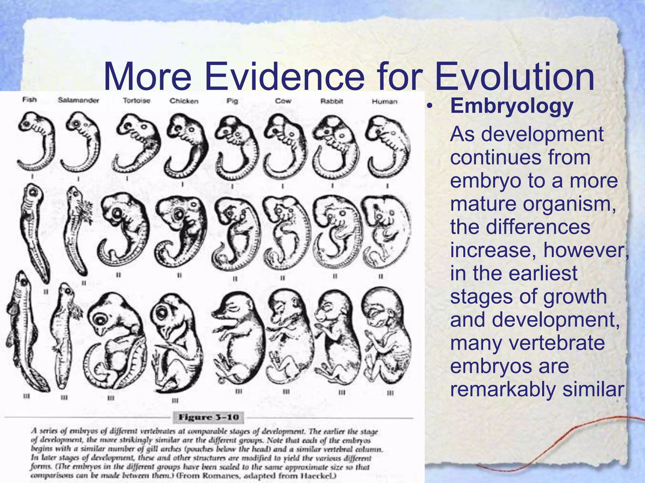 2 Biological Change.ppt