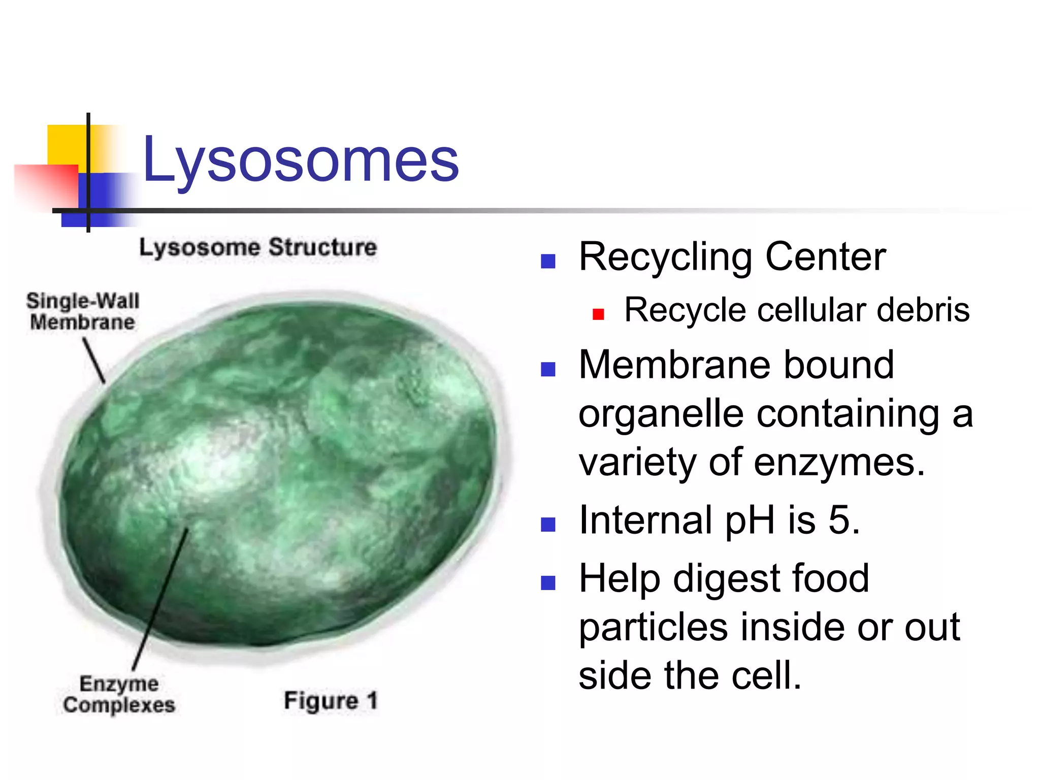 2 Biology 1_2_07 Pro vs Eu Cells.ppt