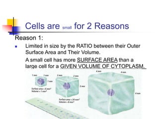 2 Biology 1_2_07 Pro vs Eu Cells.ppt