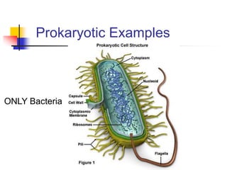 2 Biology 1_2_07 Pro vs Eu Cells.ppt