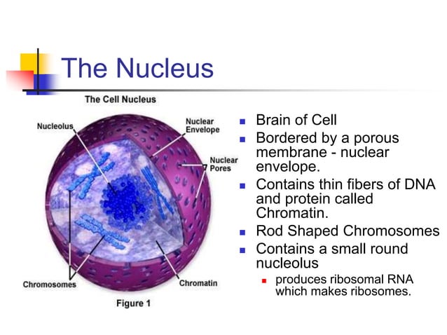 2 Biology 1_2_07 Pro vs Eu Cells.ppt