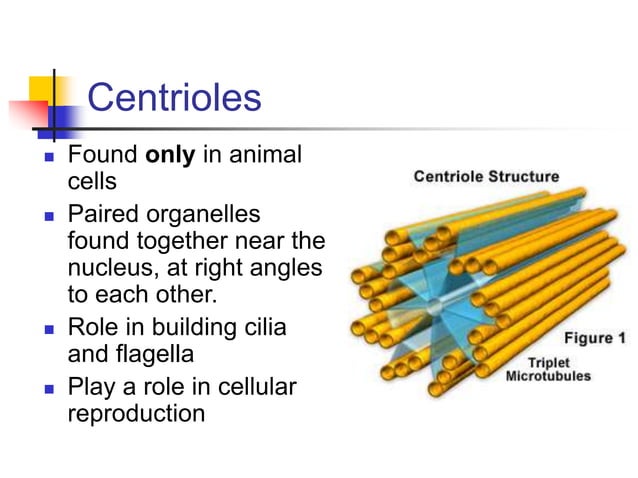 2 Biology 1_2_07 Pro vs Eu Cells.ppt