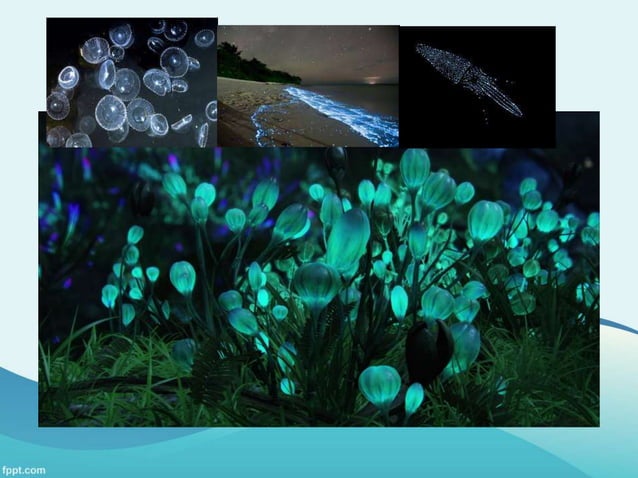 Bioluminescence: Natural Energy Provider | PPTX | Biological Sciences ...