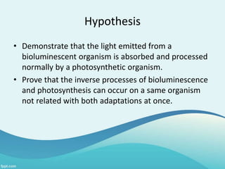 Bioluminescence: Natural Energy Provider | PPTX