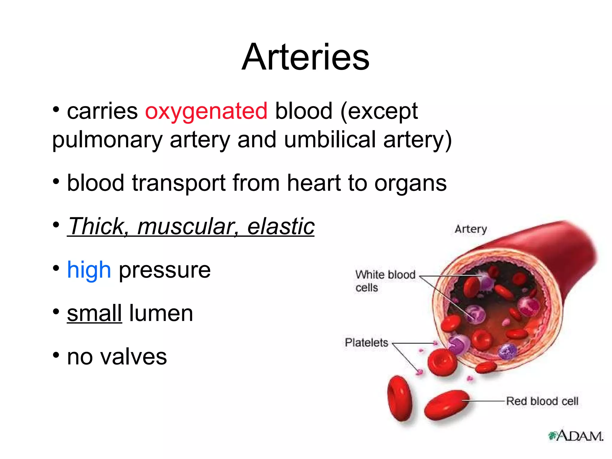 Chapter 8 Transport in Humans Lesson 2 - Types of blood vessels | PPT