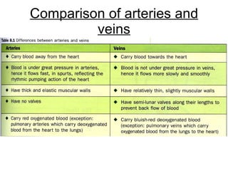 Chapter 8 Transport in Humans Lesson 2 - Types of blood vessels | PPT
