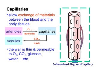 Chapter 8 Transport in Humans Lesson 2 - Types of blood vessels | PPT