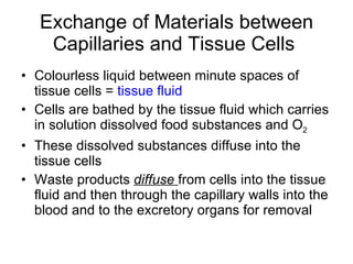 Chapter 8 Transport in Humans Lesson 2 - Types of blood vessels | PPT