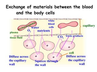 Chapter 8 Transport in Humans Lesson 2 - Types of blood vessels | PPT