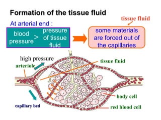 Chapter 8 Transport in Humans Lesson 2 - Types of blood vessels | PPT