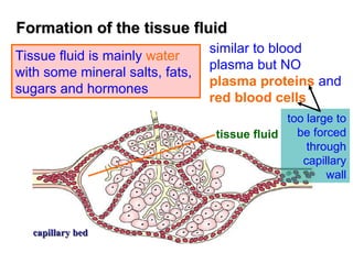 Chapter 8 Transport in Humans Lesson 2 - Types of blood vessels | PPT