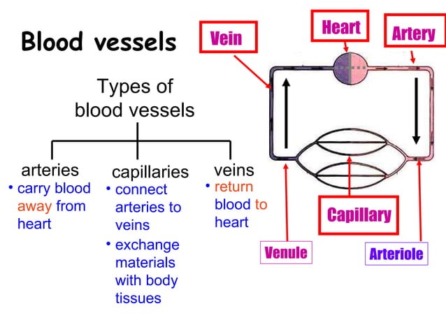 Chapter 8 Transport in Humans Lesson 2 - Types of blood vessels | PPT