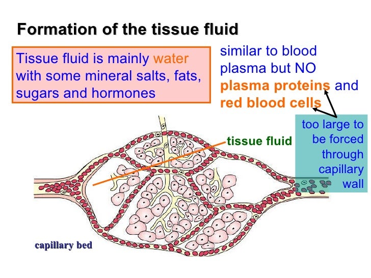 Chapter 8 Transport in Humans Lesson 2 - Types of blood vessels