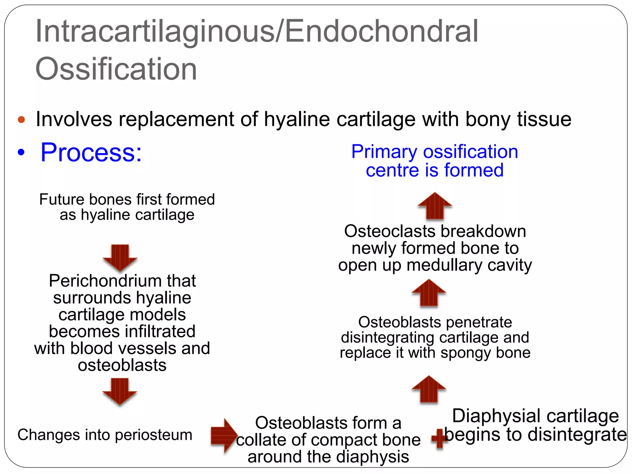 general anatomy and development of bones | PPTX