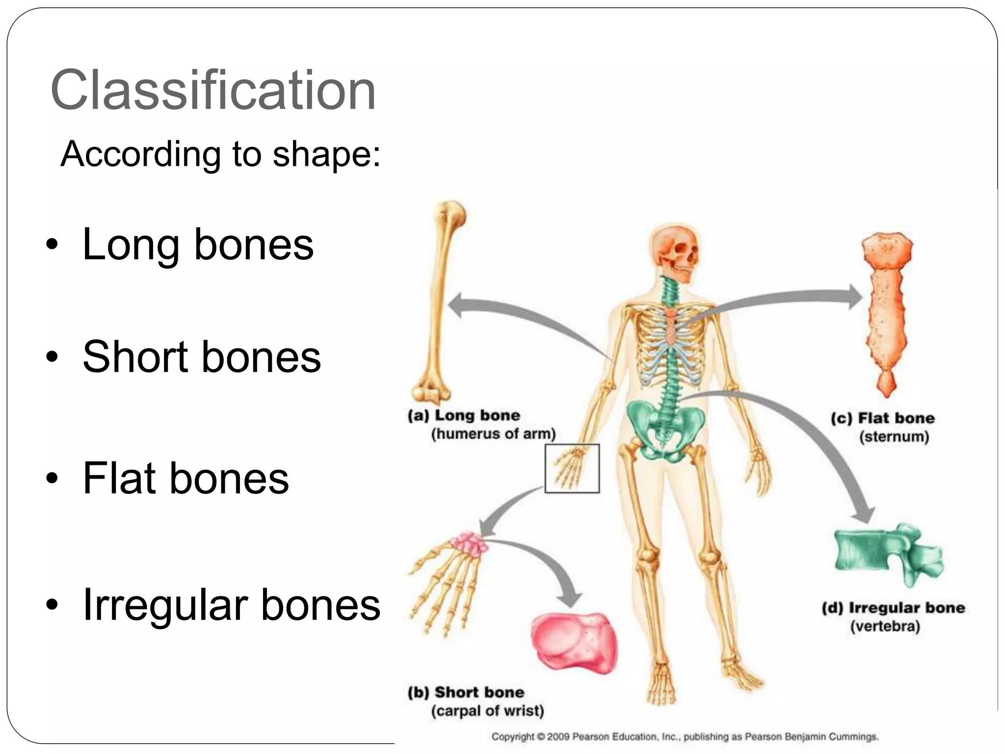 general anatomy and development of bones | PPTX