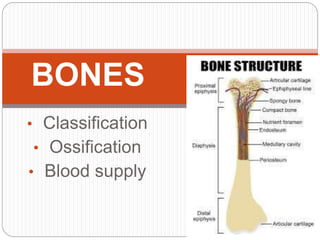 general anatomy and development of bones | PPTX