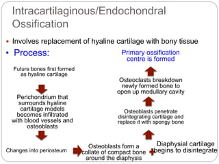 general anatomy and development of bones | PPTX