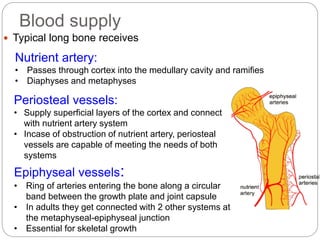 general anatomy and development of bones | PPTX