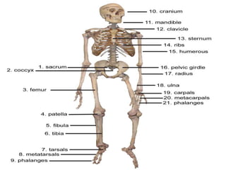 general anatomy and development of bones | PPTX