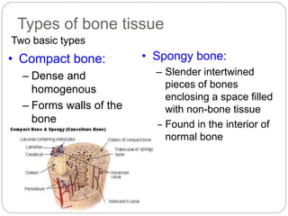 general anatomy and development of bones | PPTX | Bone and Joint ...