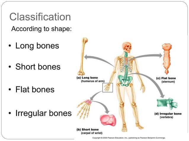 general anatomy and development of bones | PPTX | Bone and Joint ...