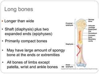 general anatomy and development of bones | PPTX