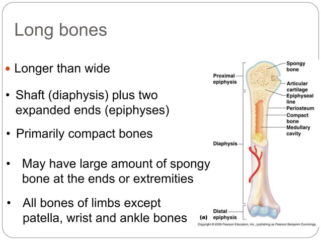 general anatomy and development of bones | PPTX | Bone and Joint ...