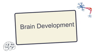 2Brain Development.pptx