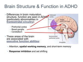 2 brain function | PDF