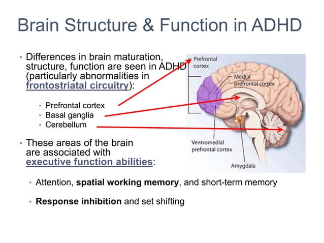 2 brain function | PPT