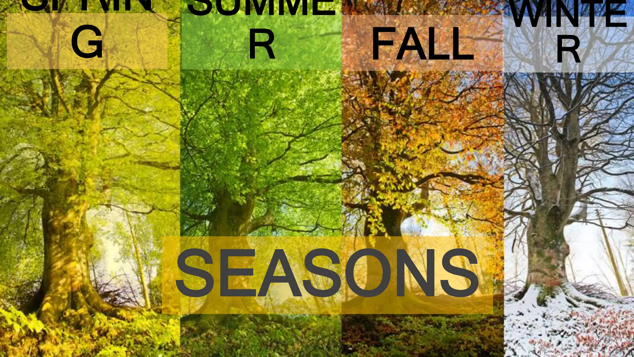 WEATHER AND SEASONS | PPT