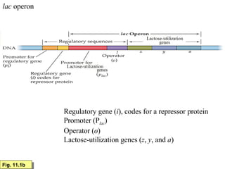 2bvaltierra Operons Students | PPT | Genetics | Science